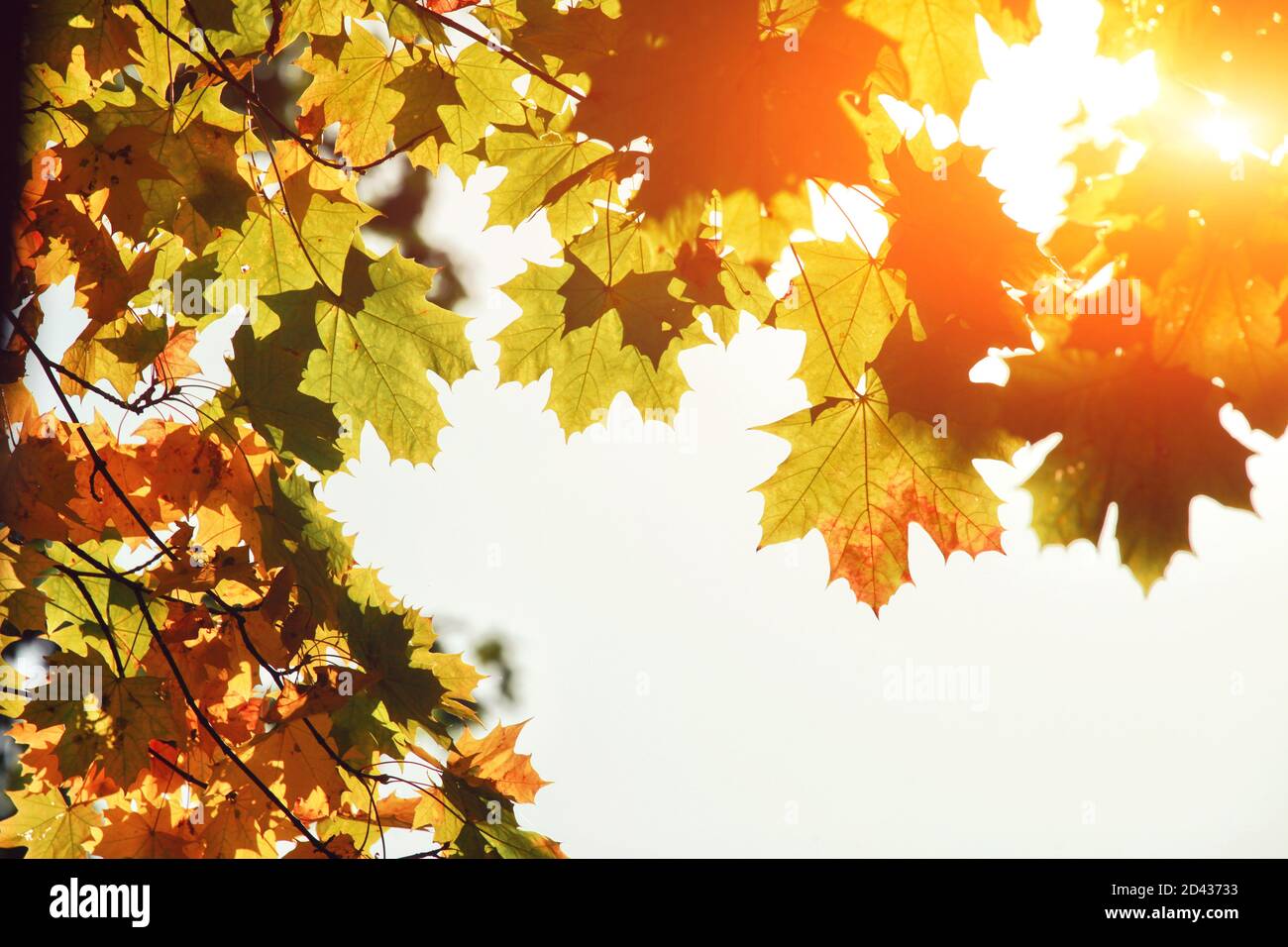 Beautiful autumn background with yellow and red leaves Stock Photo - Alamy