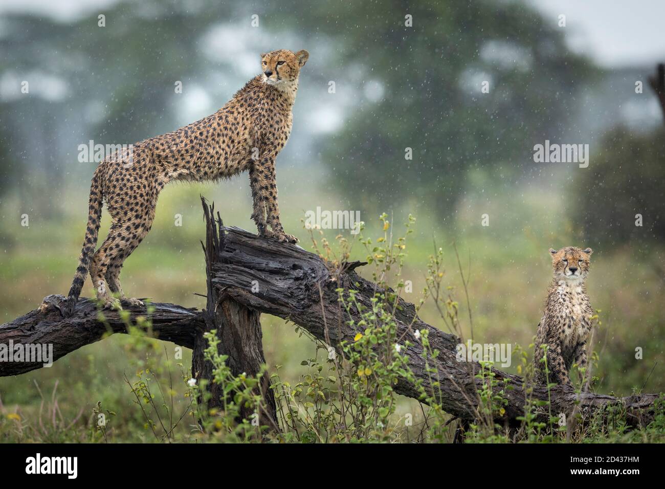 Cheetah on tree hi-res stock photography and images - Alamy