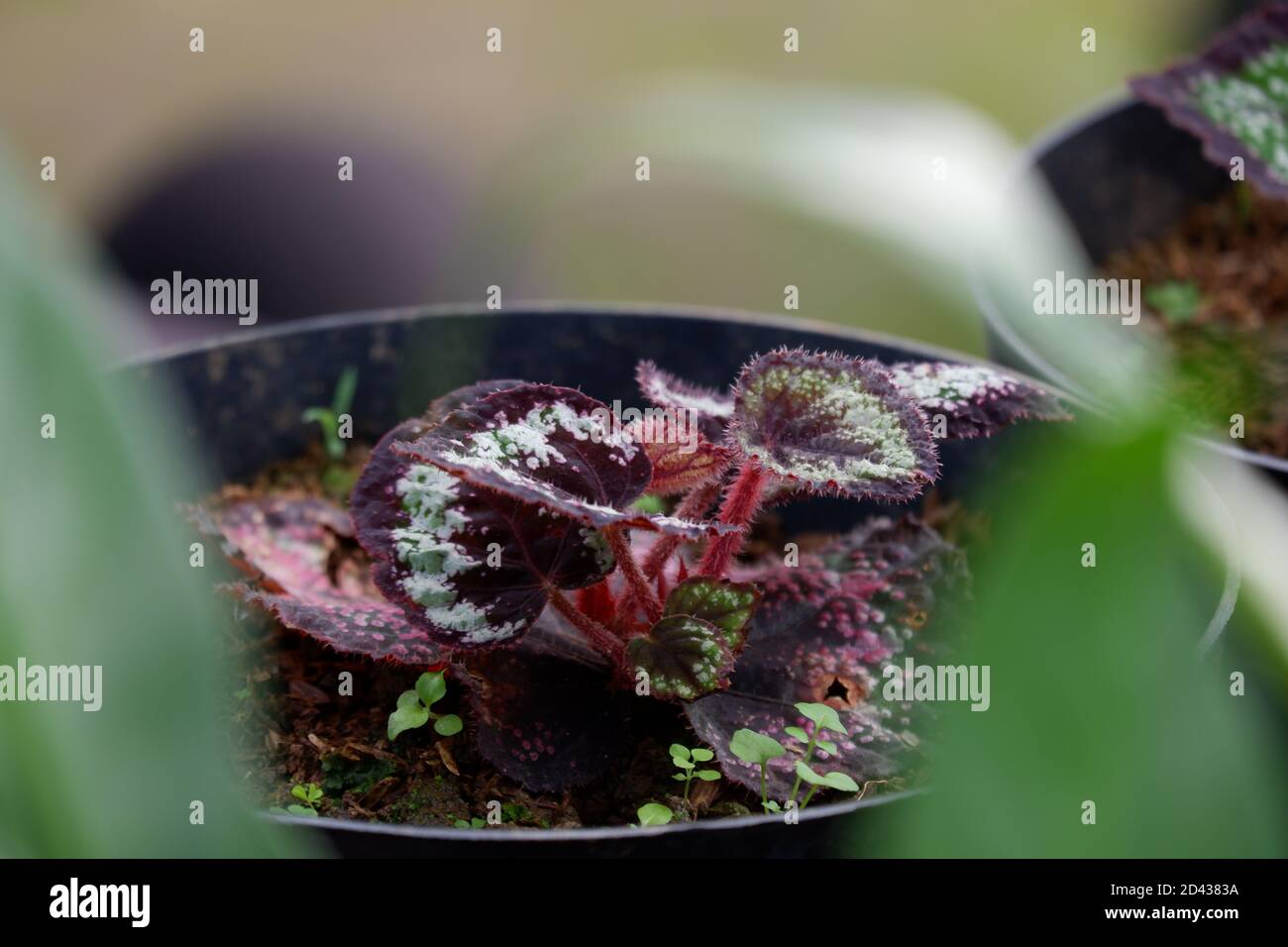 Rex Begonia / painted leaf begonia is a tropical perennial multicolored ...