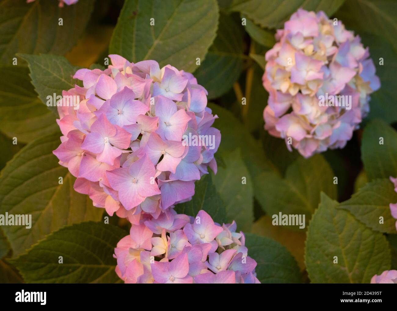 Closeup of pink hydrangeas growing in a field under the sunlight Stock ...