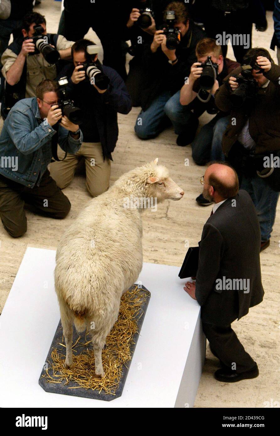 Dolly sheep cloning hi-res stock photography and images - Alamy