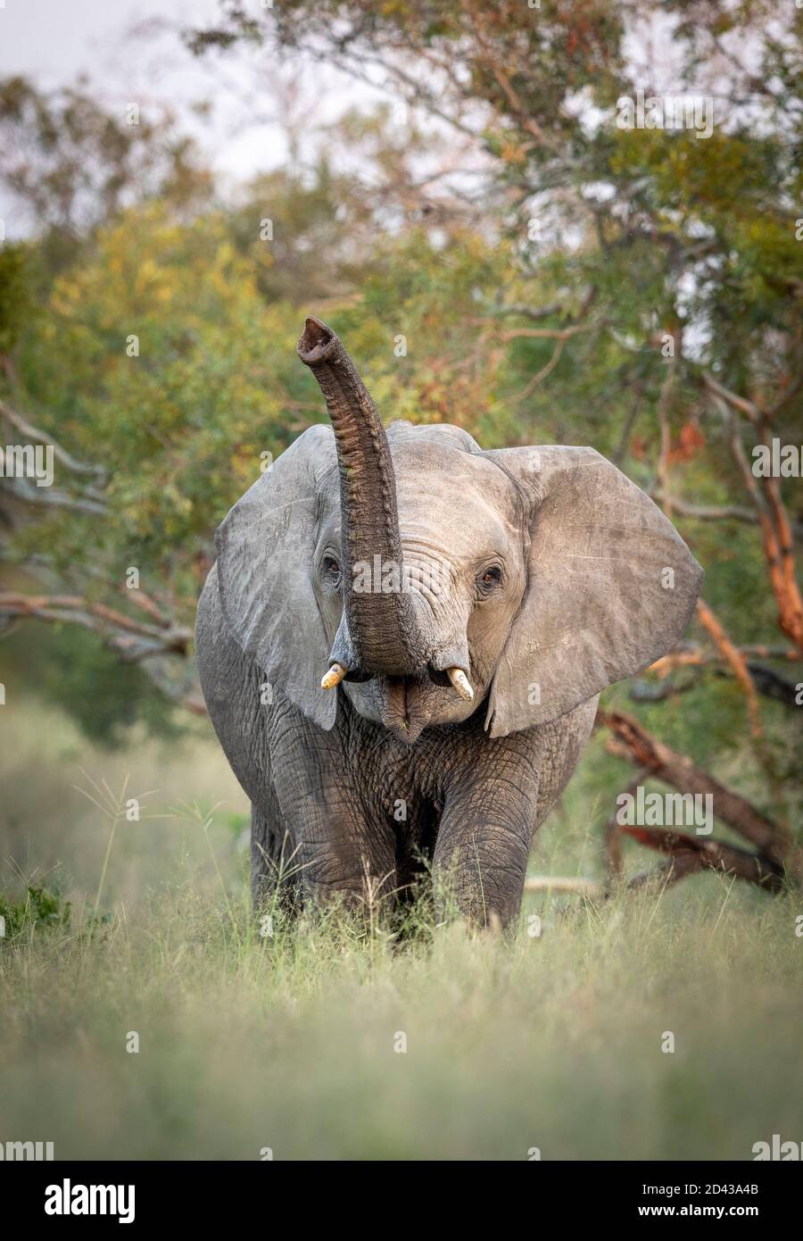 Vertical portrait of a young elephant with its raised trunk smelling in ...