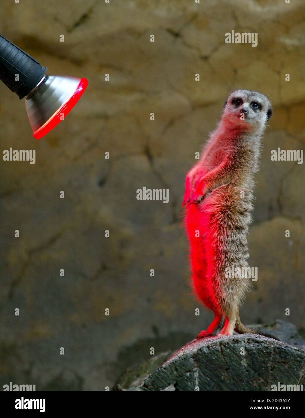 Meerkats heat lamp hi-res stock photography and images - Alamy