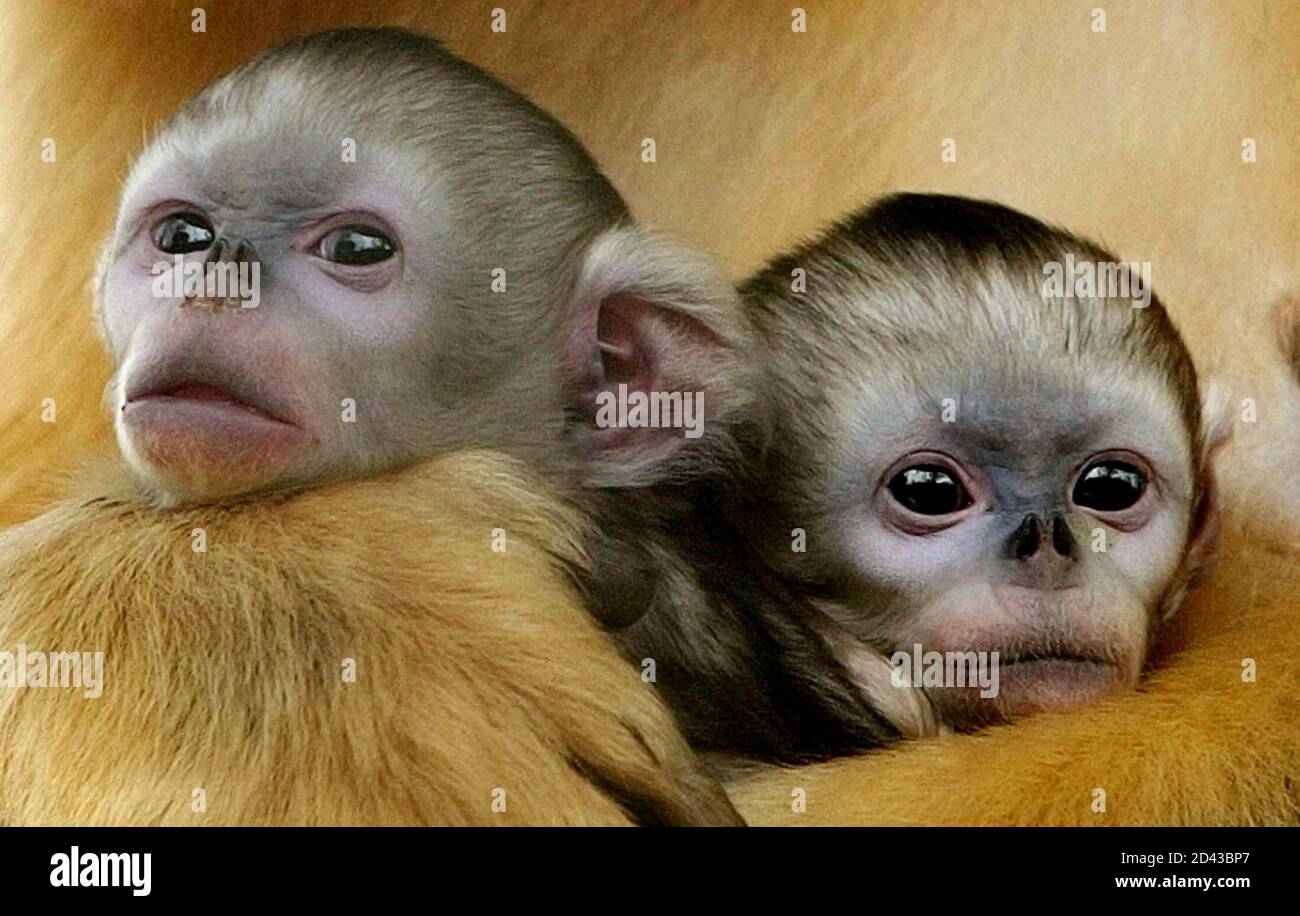 Wildlife expert hi-res stock photography and images - Alamy