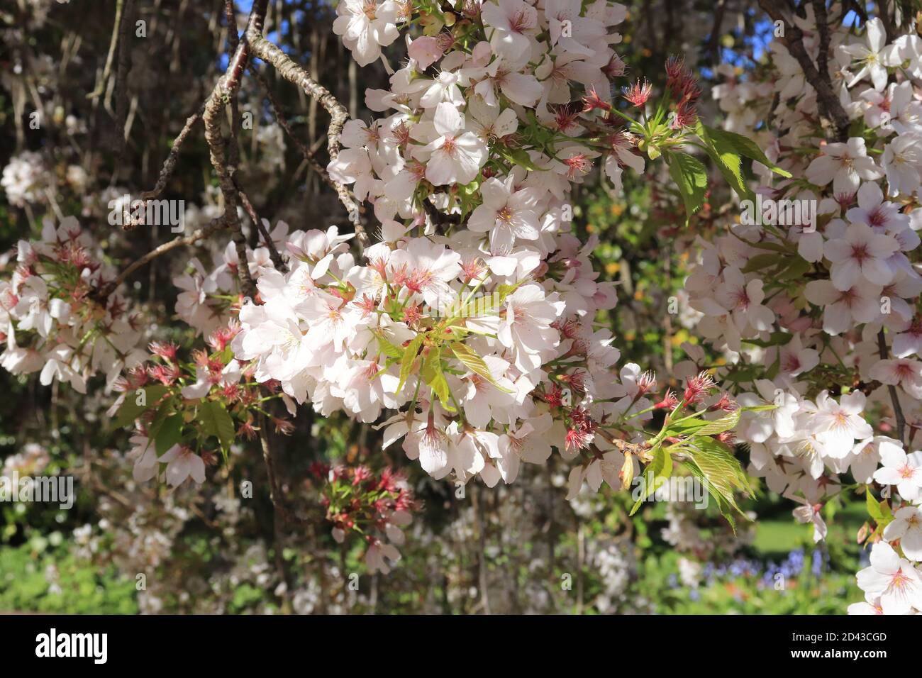 Shot of cherry blossom tree in Corbett Garden Bowral Southern Highlands ...