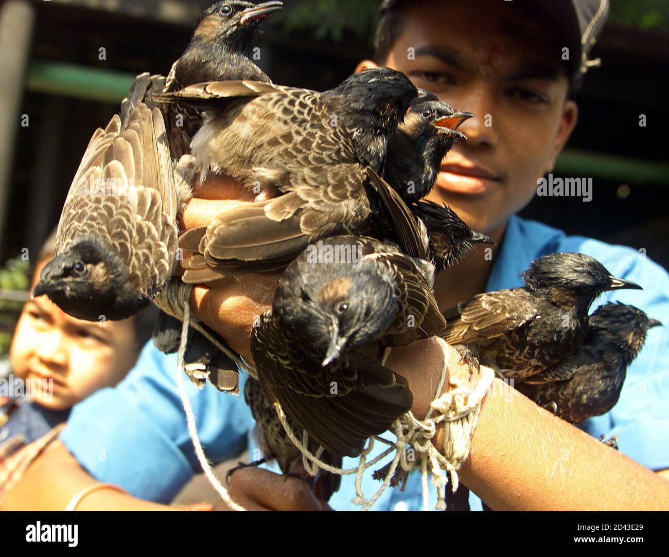 Bulbuls of india hi-res stock photography and images - Alamy