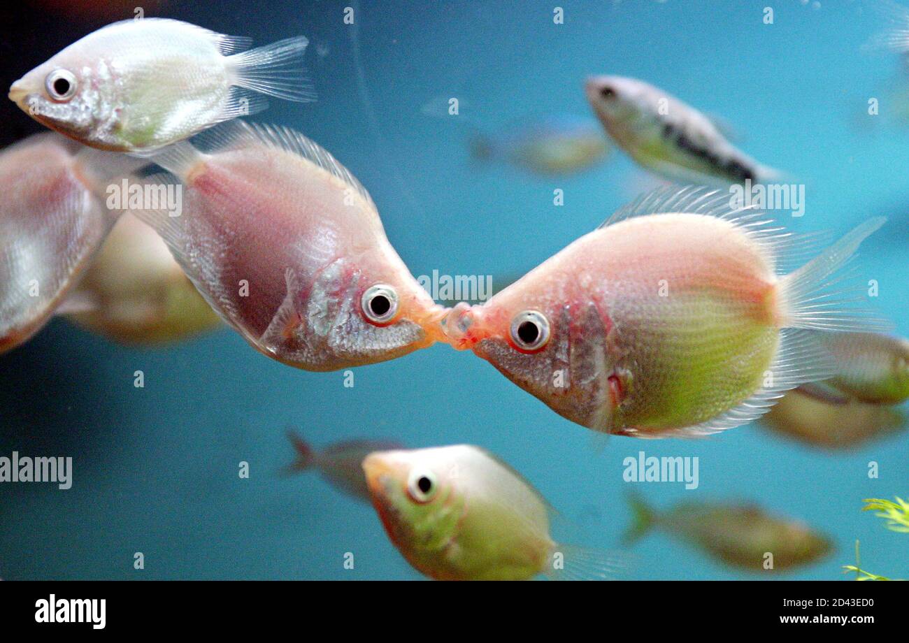Fish Kissing Fish