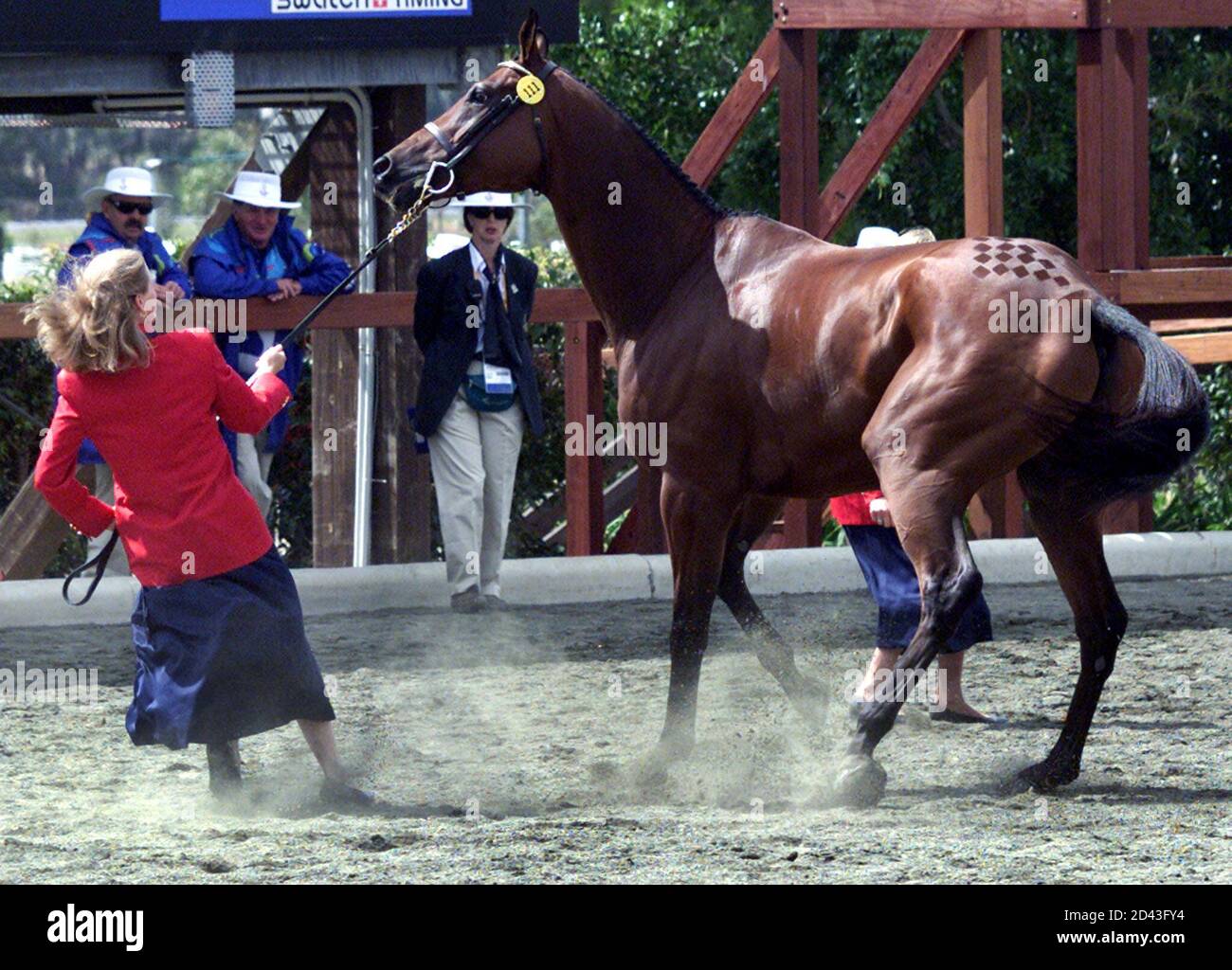 Vet horse olympics hi-res stock photography and images - Alamy