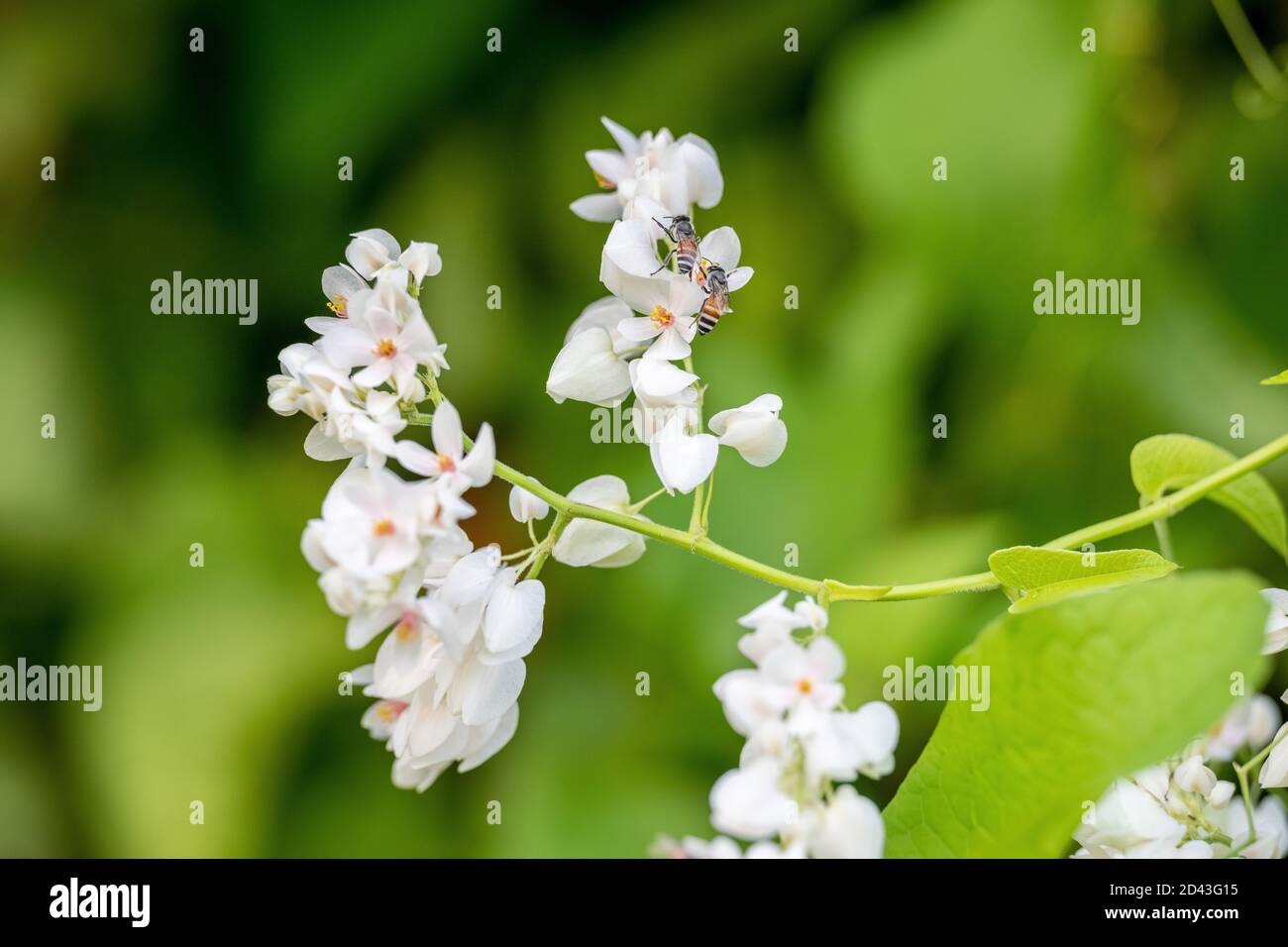 Bees are searching for nectar from white flowers in the garden in ...