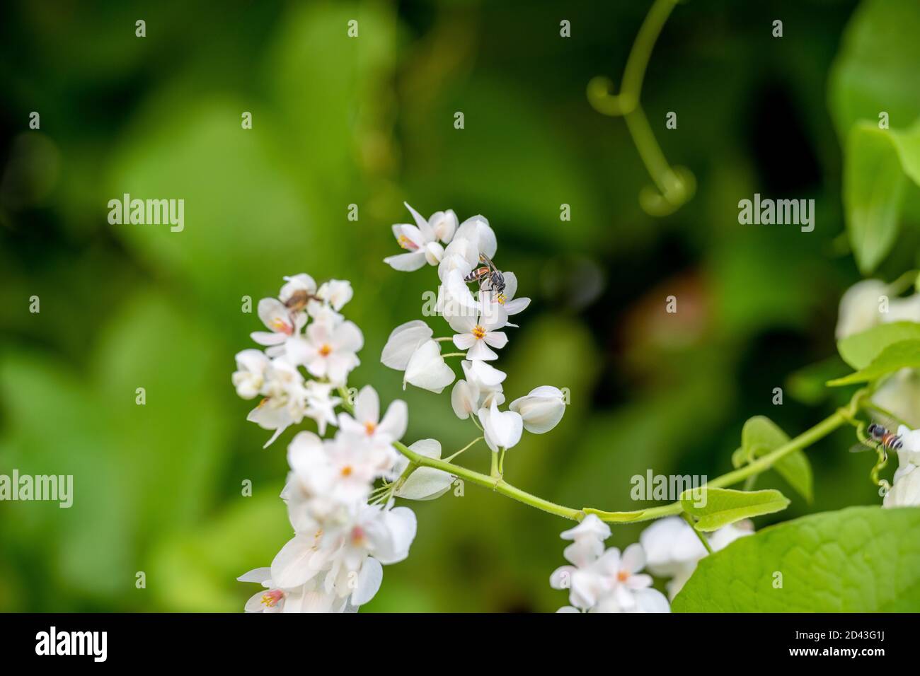 Bees are searching for nectar from white flowers in the garden in ...