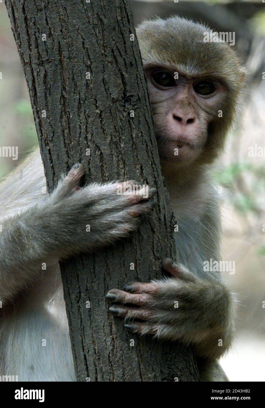 Monkey terror hi-res stock photography and images - Alamy