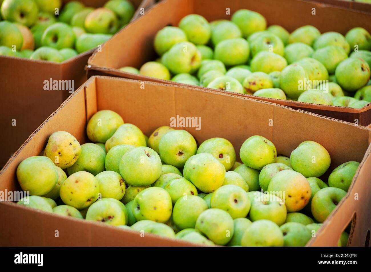 Boxes filled with green apples. Harvesting in autumn Stock Photo - Alamy