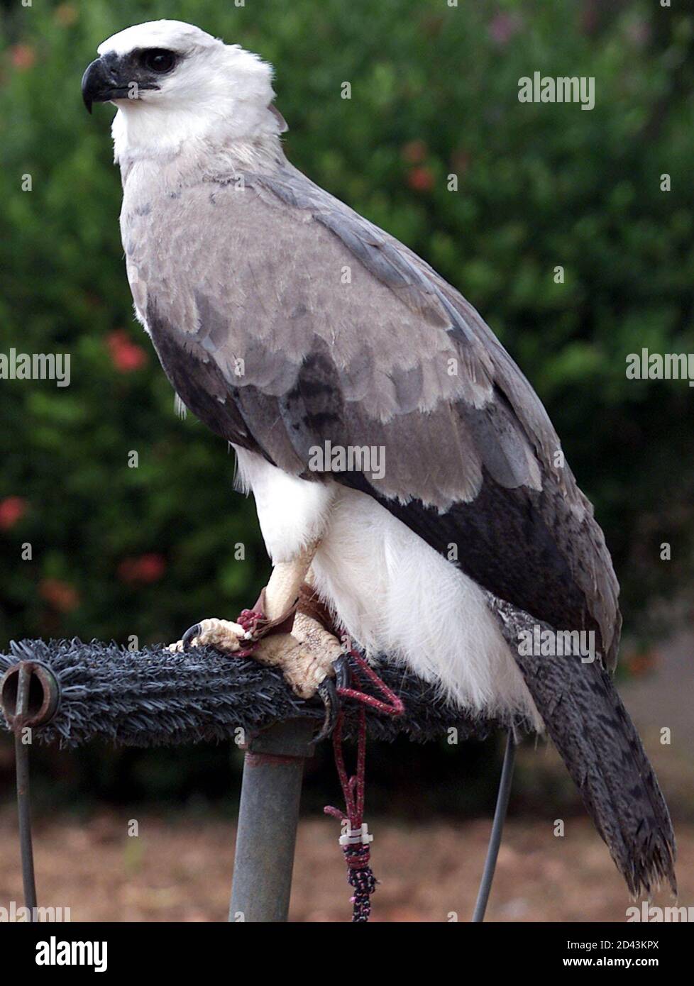 Harpy eagles hi-res stock photography and images - Alamy