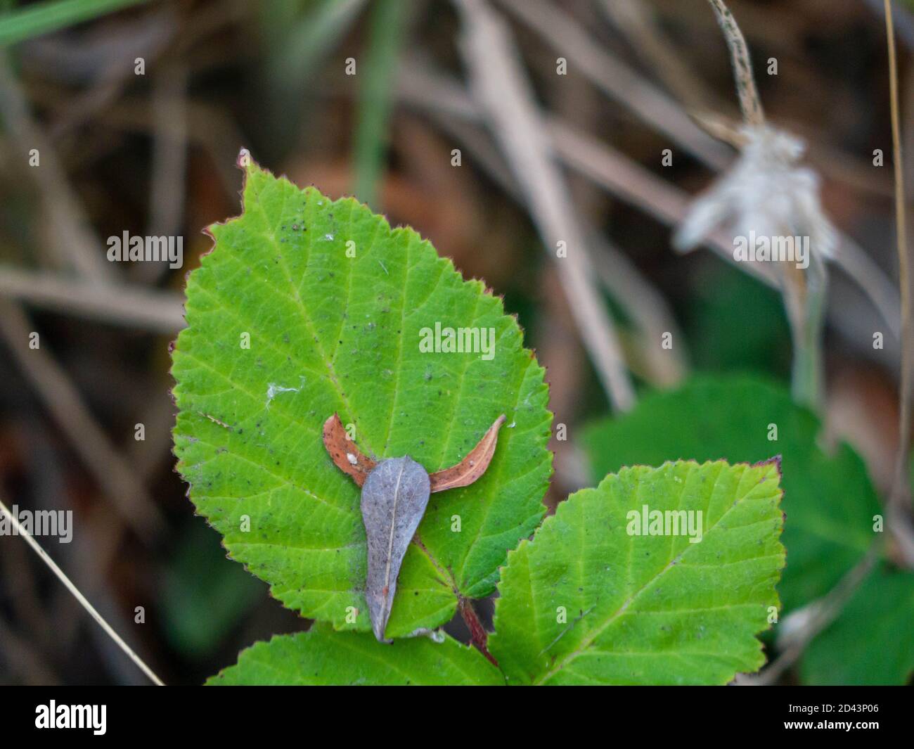 Green leaves with fallen brown leaves resembling animal with horns ...