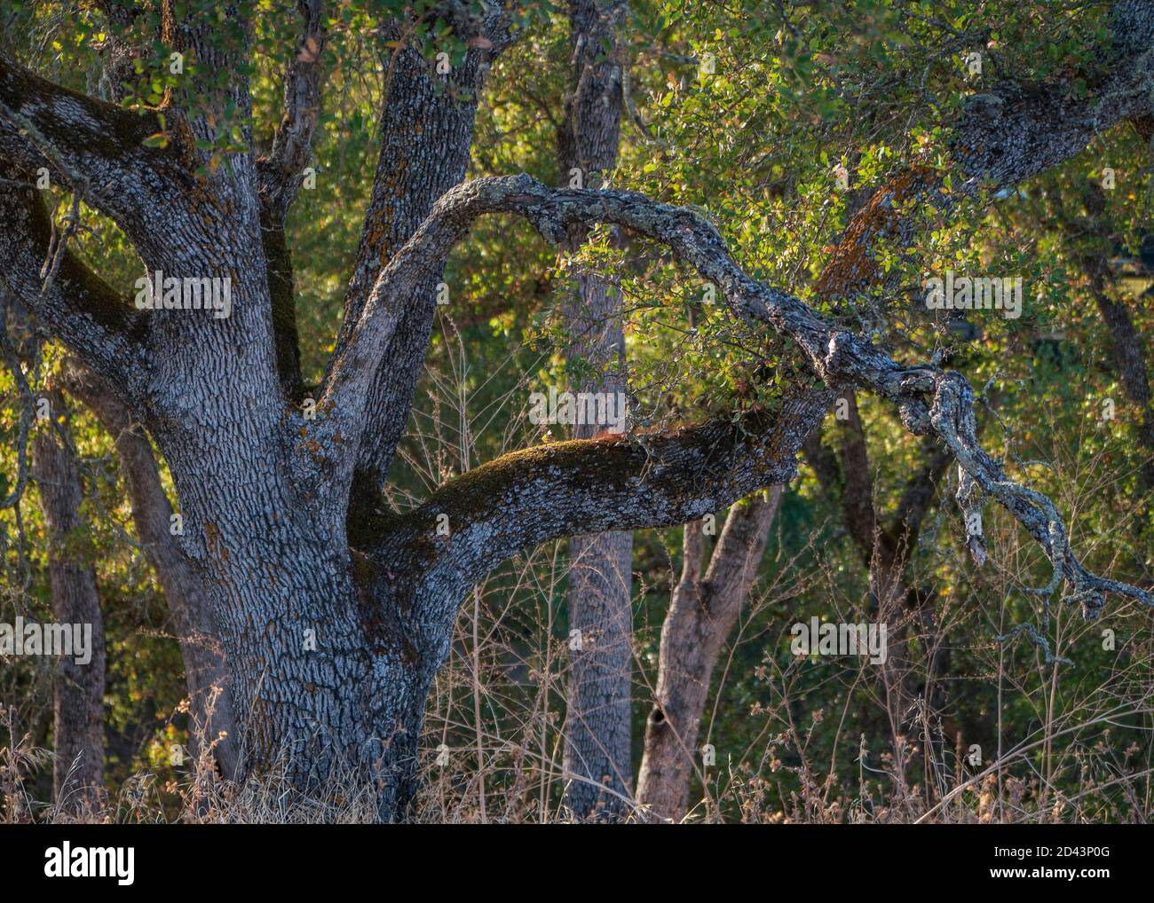Sprawling and twisting valley oak tree with sunlight illuminated leaves ...