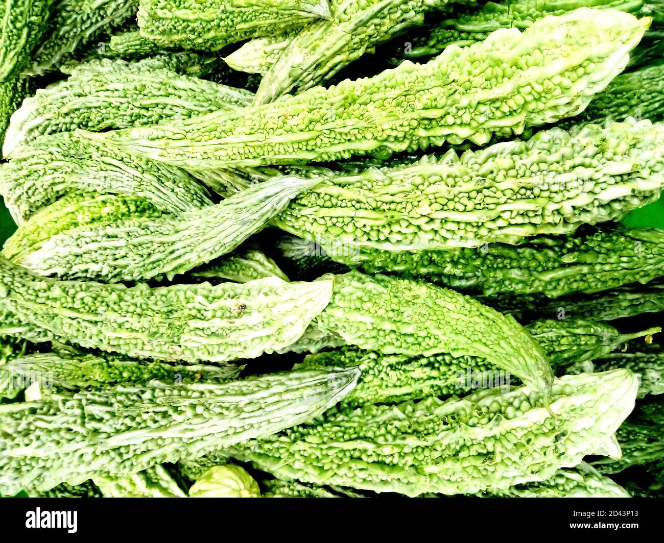 Green bitter guard hi-res stock photography and images - Alamy