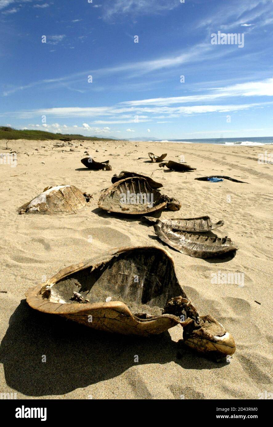 Hunting sea shells hi-res stock photography and images - Alamy