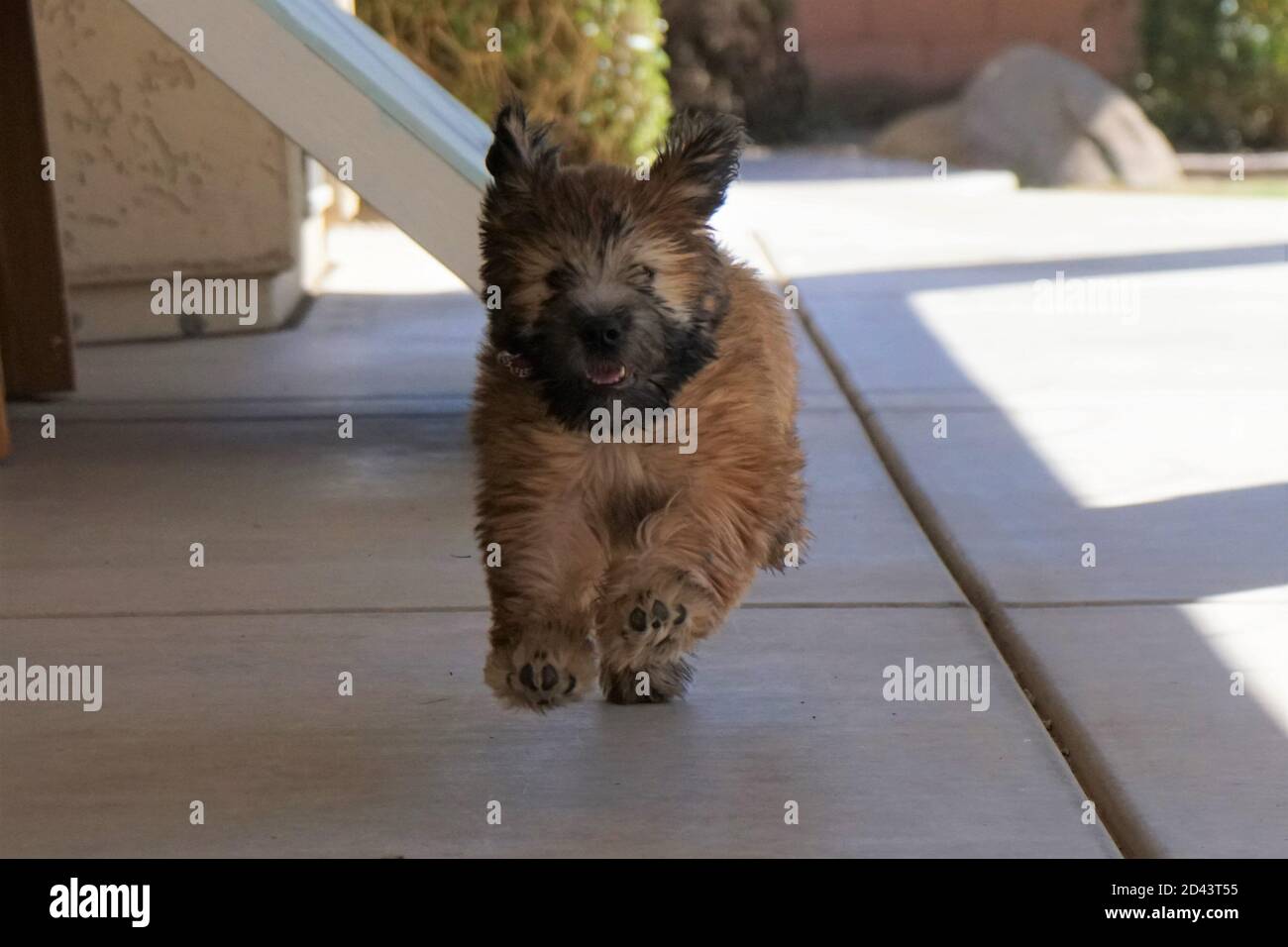 Wheaten terrier puppy hi-res stock photography and images - Alamy