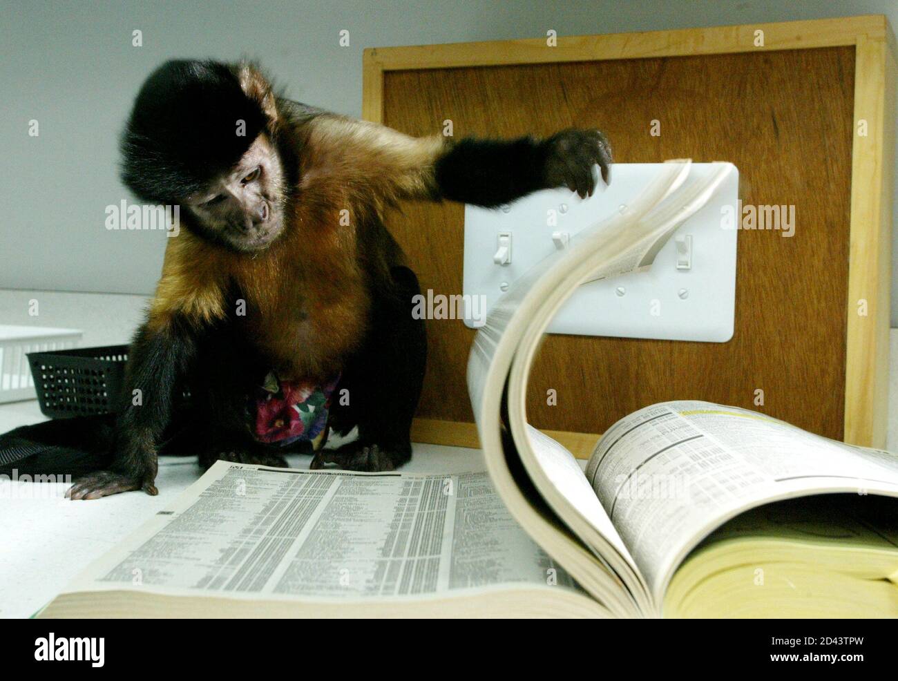 Monkey helping human hi-res stock photography and images - Alamy