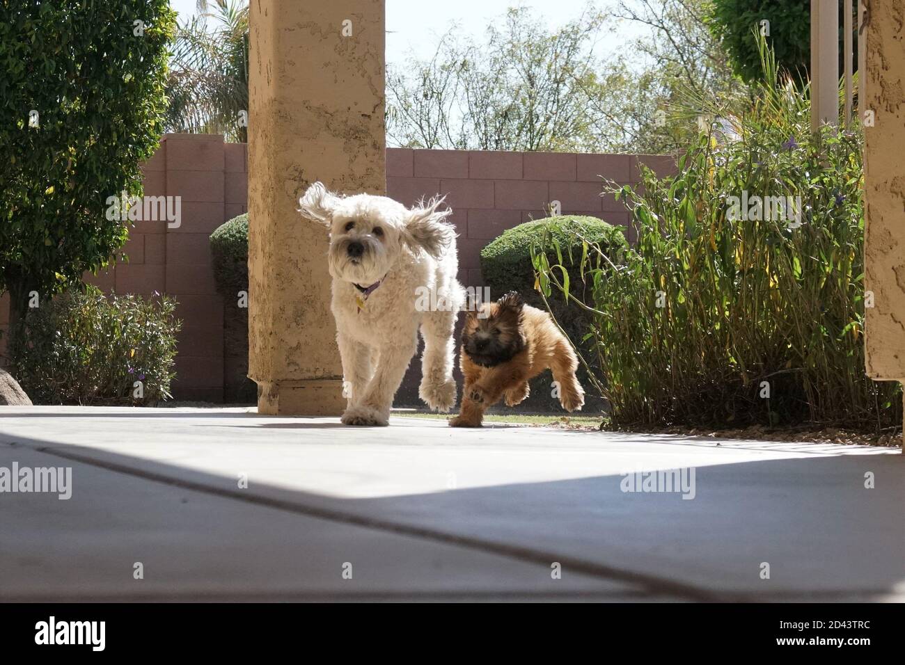 Wheaten terrier puppy hi-res stock photography and images - Alamy