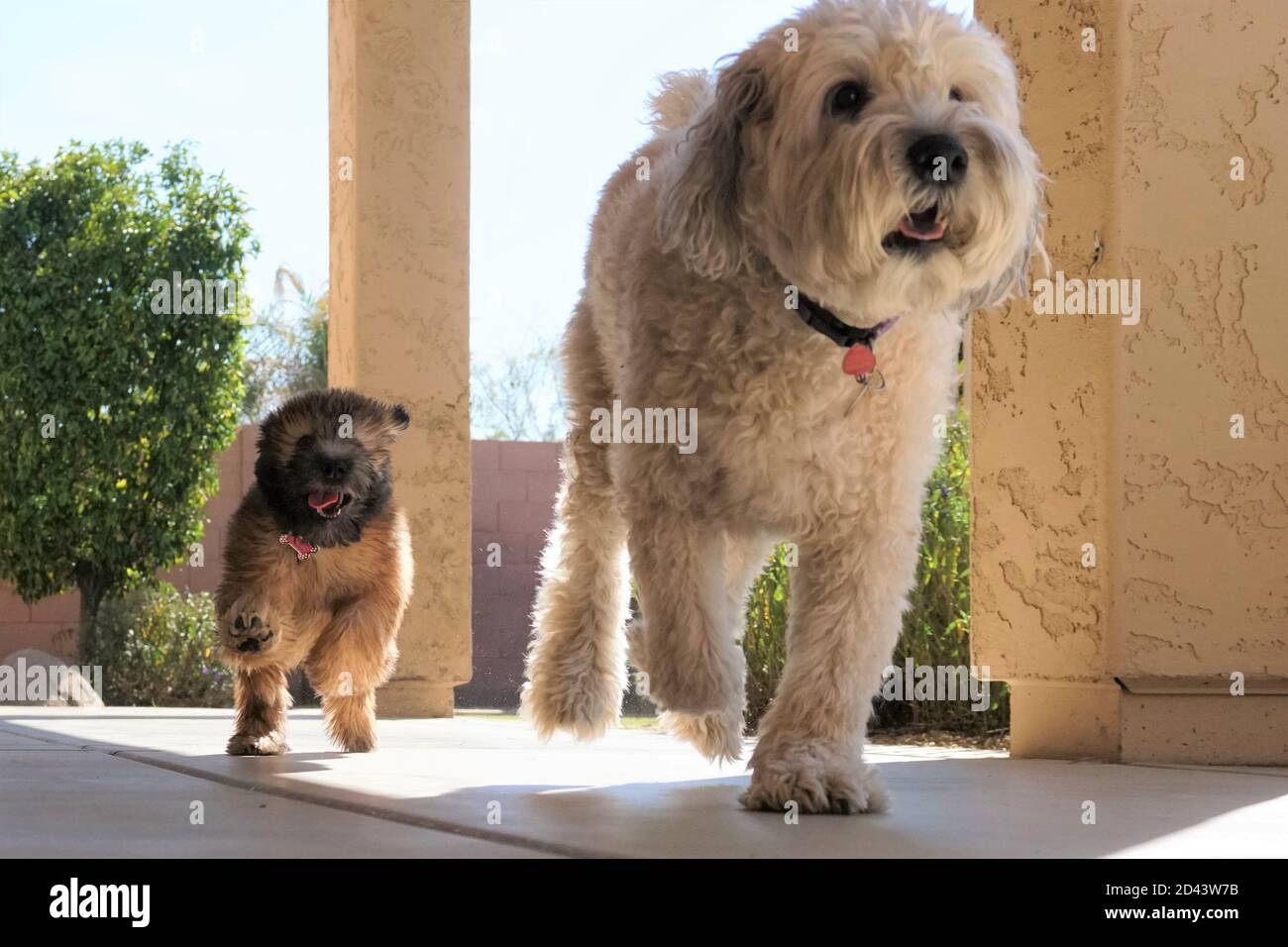 Wheaten terrier puppy hi-res stock photography and images - Alamy