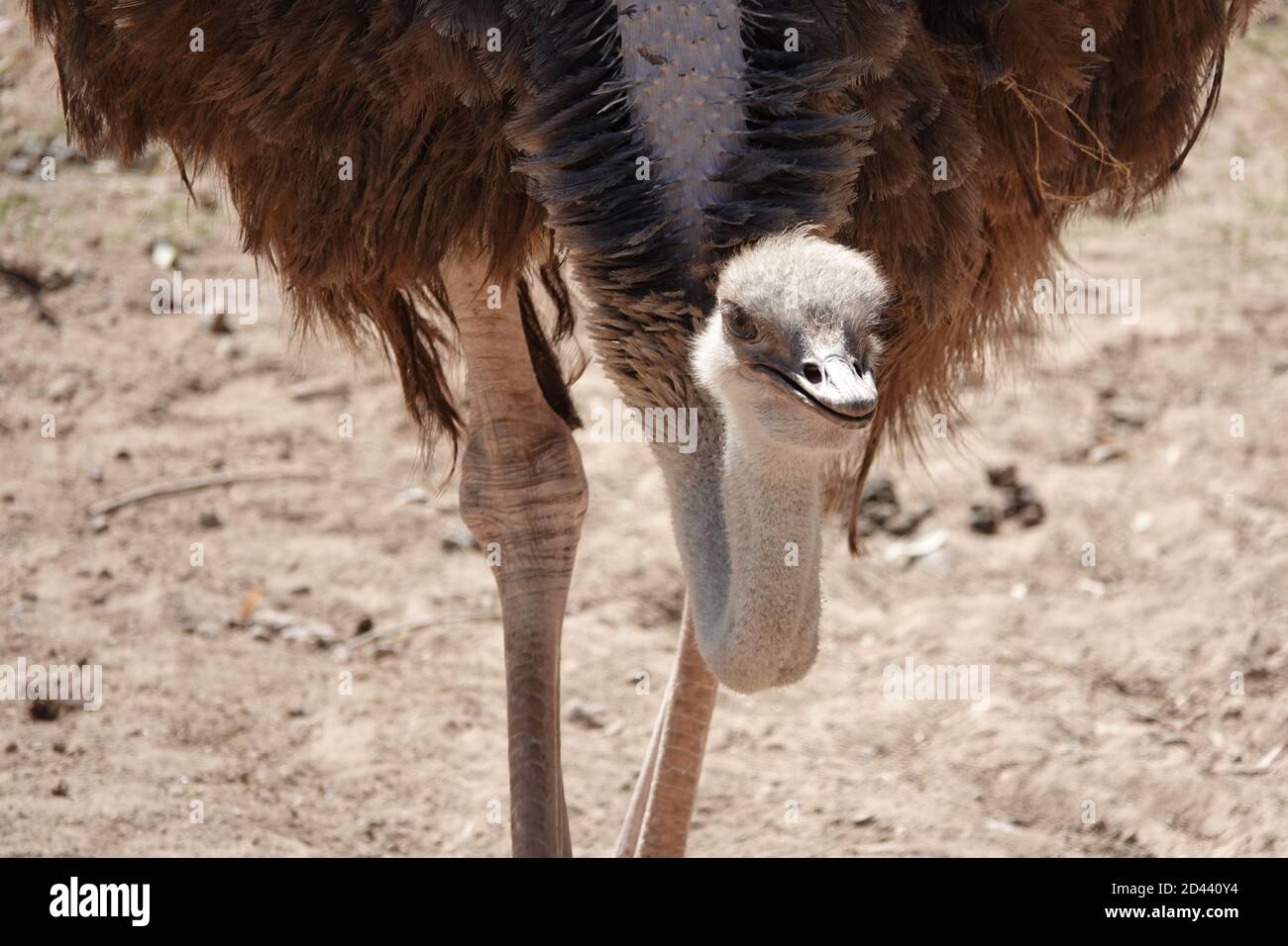 The ostrich demonstrates his long snake-like neck Stock Photo - Alamy
