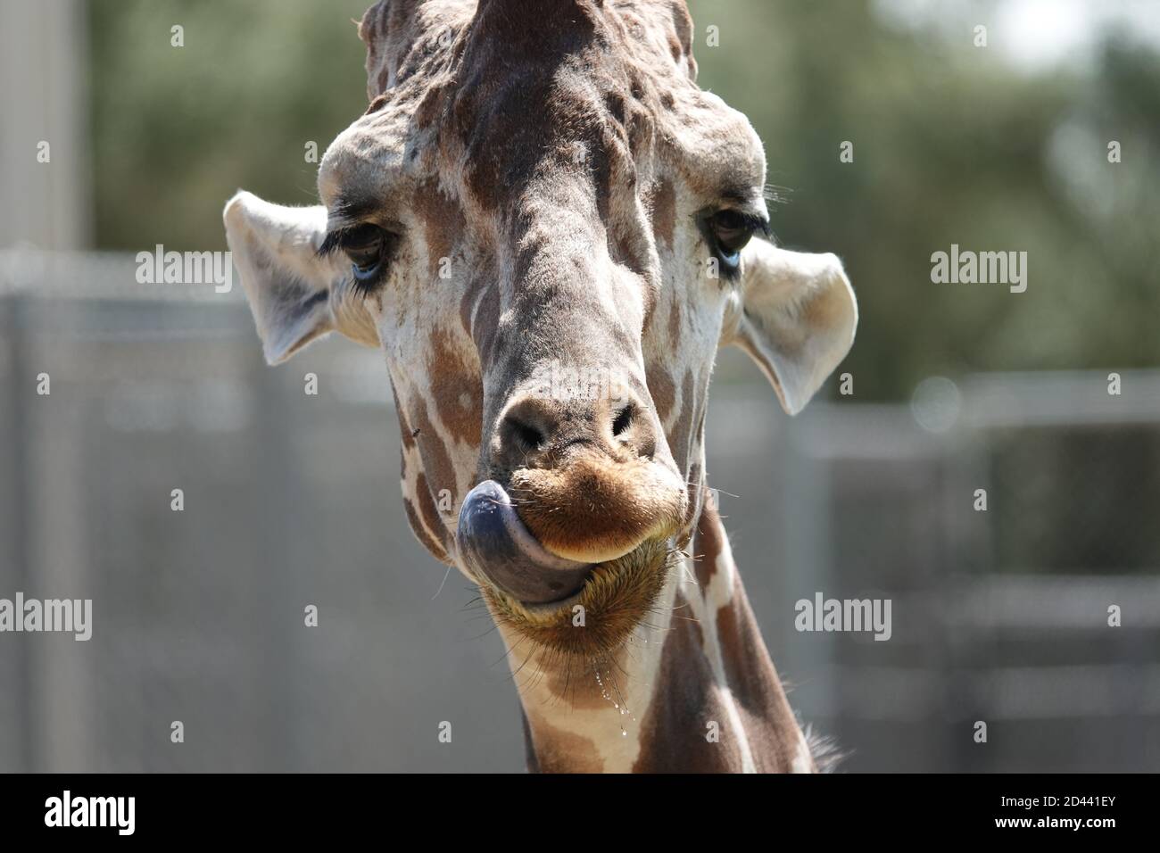 Giraffes stroll their enclosure at the Wildlife World Zoo in Arizona ...