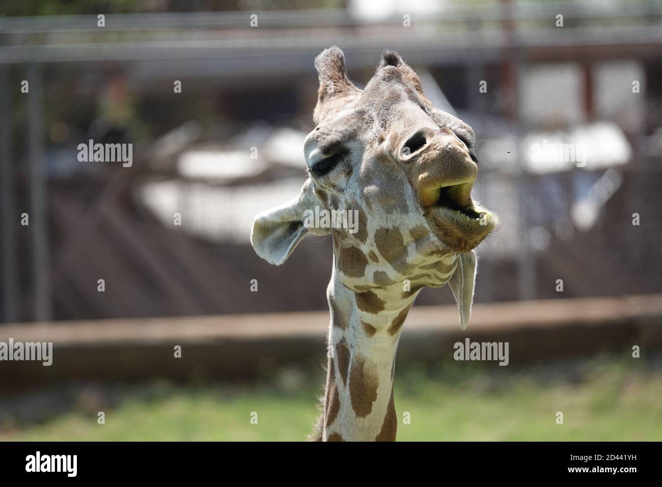 Wildlife world zoo arizona hi-res stock photography and images - Alamy