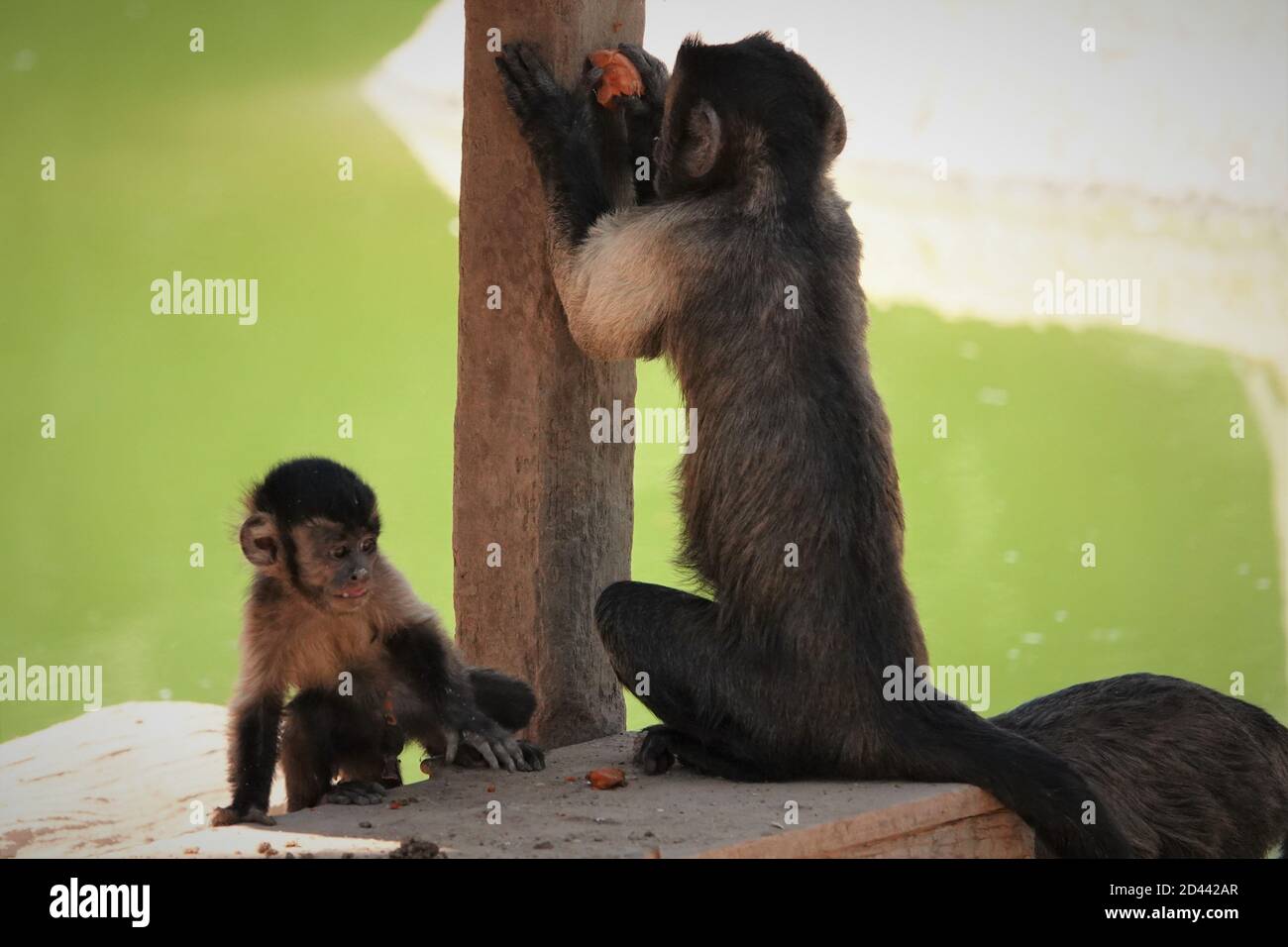 Many different primate species reside at the Wildlife World Zoo in ...