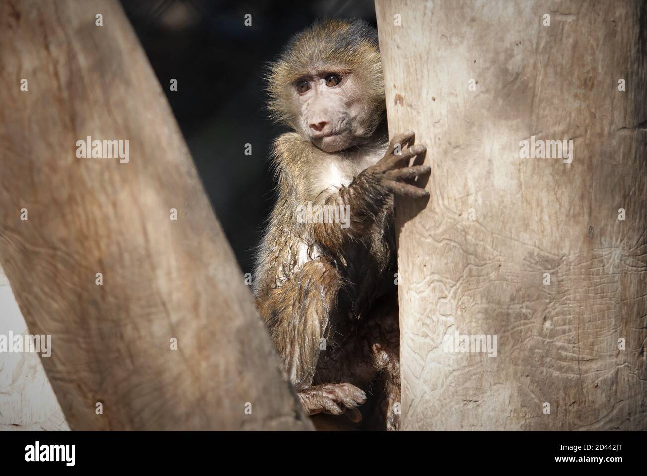 Primate species hi-res stock photography and images - Alamy