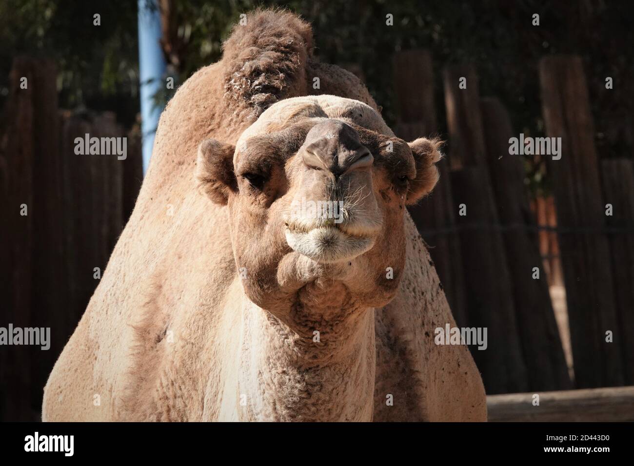One hump camel hi-res stock photography and images - Alamy