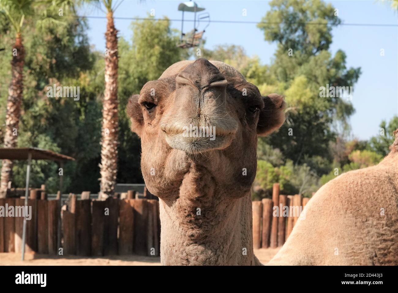 Dromedary camels pose for pictures at the magnificent Wildlife World ...