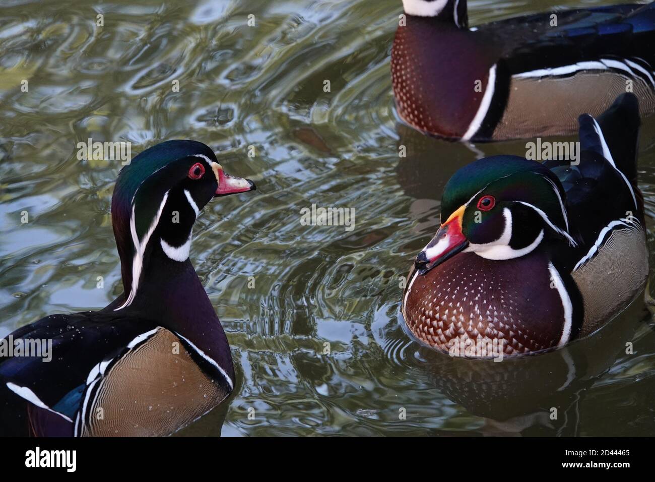 Wood ducks hi-res stock photography and images - Alamy