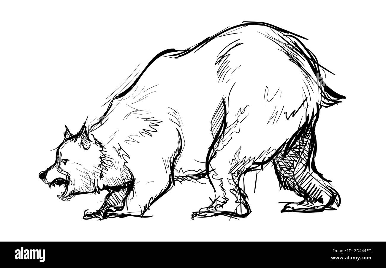 Bear big furry beast hand drawn sketches white isolated background ...