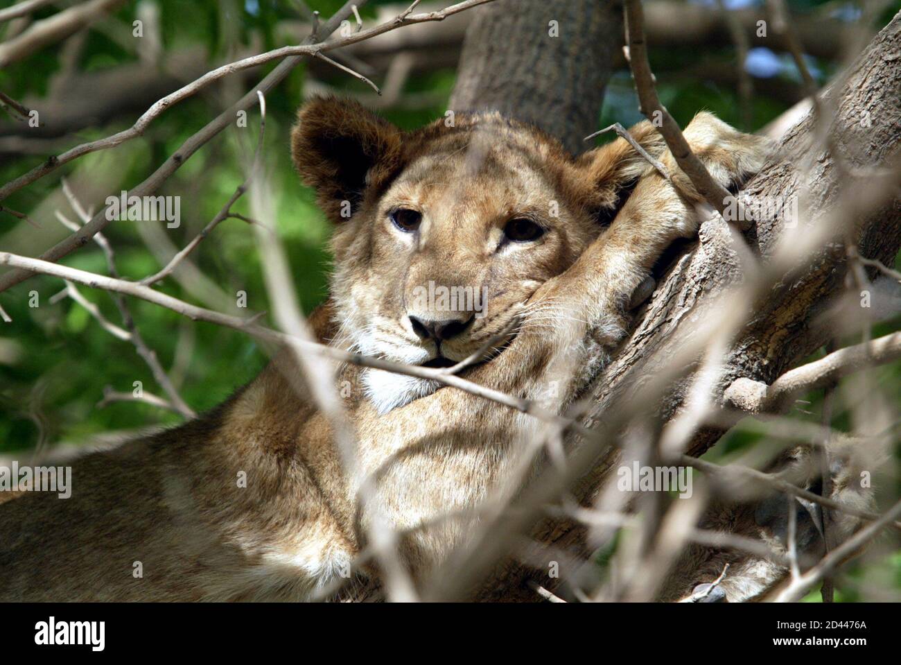 South african tree number hi-res stock photography and images - Alamy