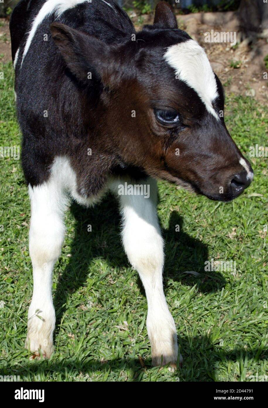 First Cloned Animal High Resolution Stock Photography and Images - Alamy