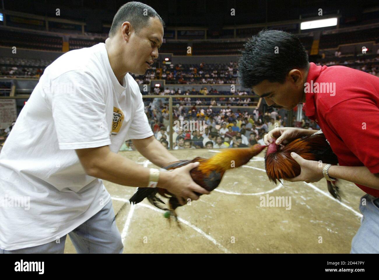 Filipino rooster hi-res stock photography and images - Alamy
