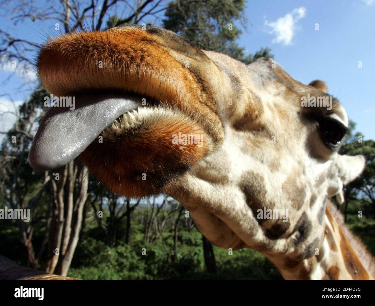 Giraffe Feet High Resolution Stock Photography and Images - Alamy