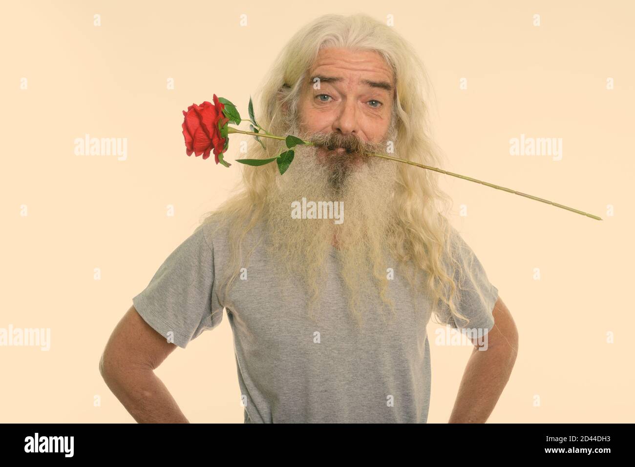 Studio shot of senior bearded man biting red rose ready for Valentine's ...
