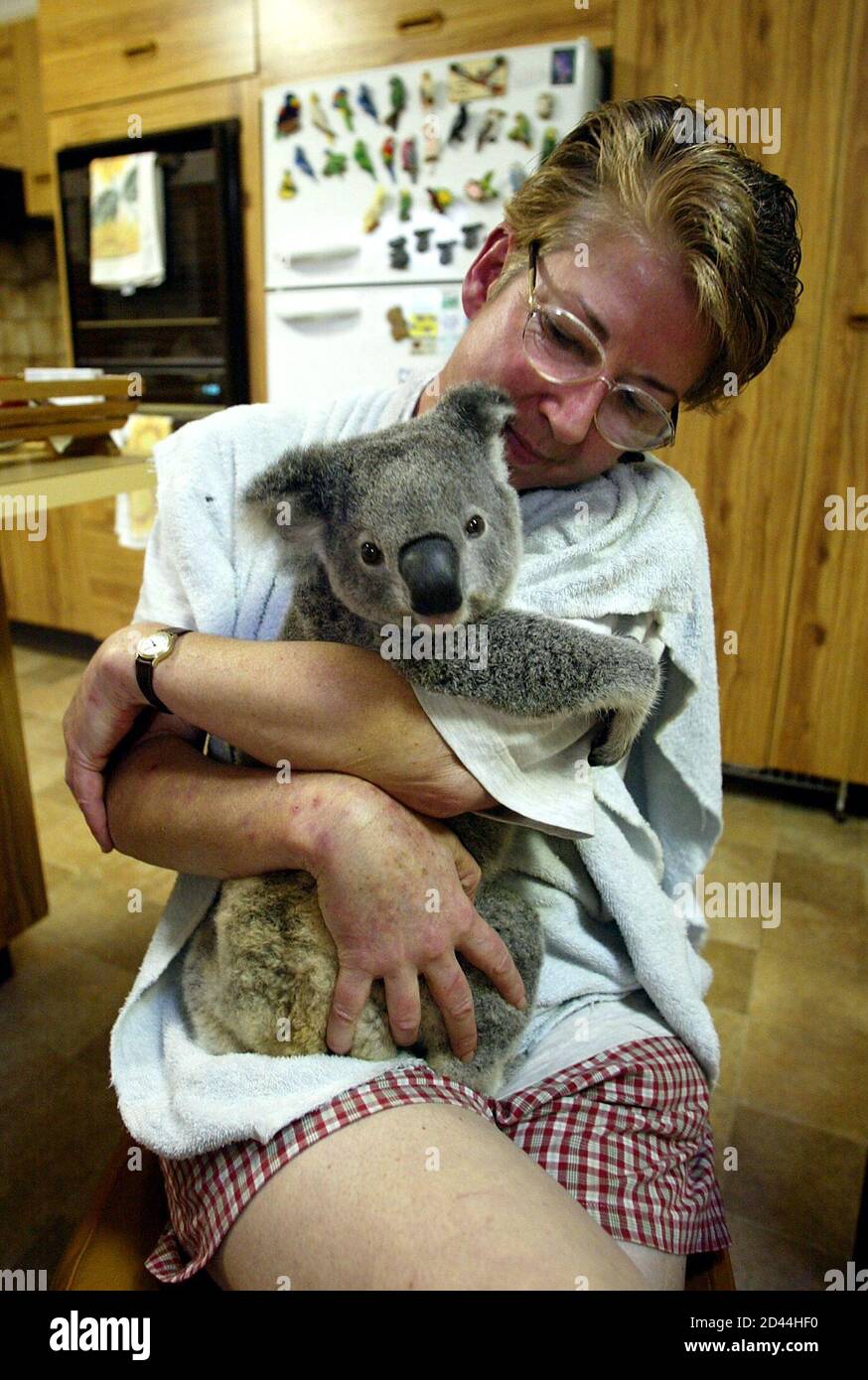 Hospital koala hi-res stock photography and images - Alamy