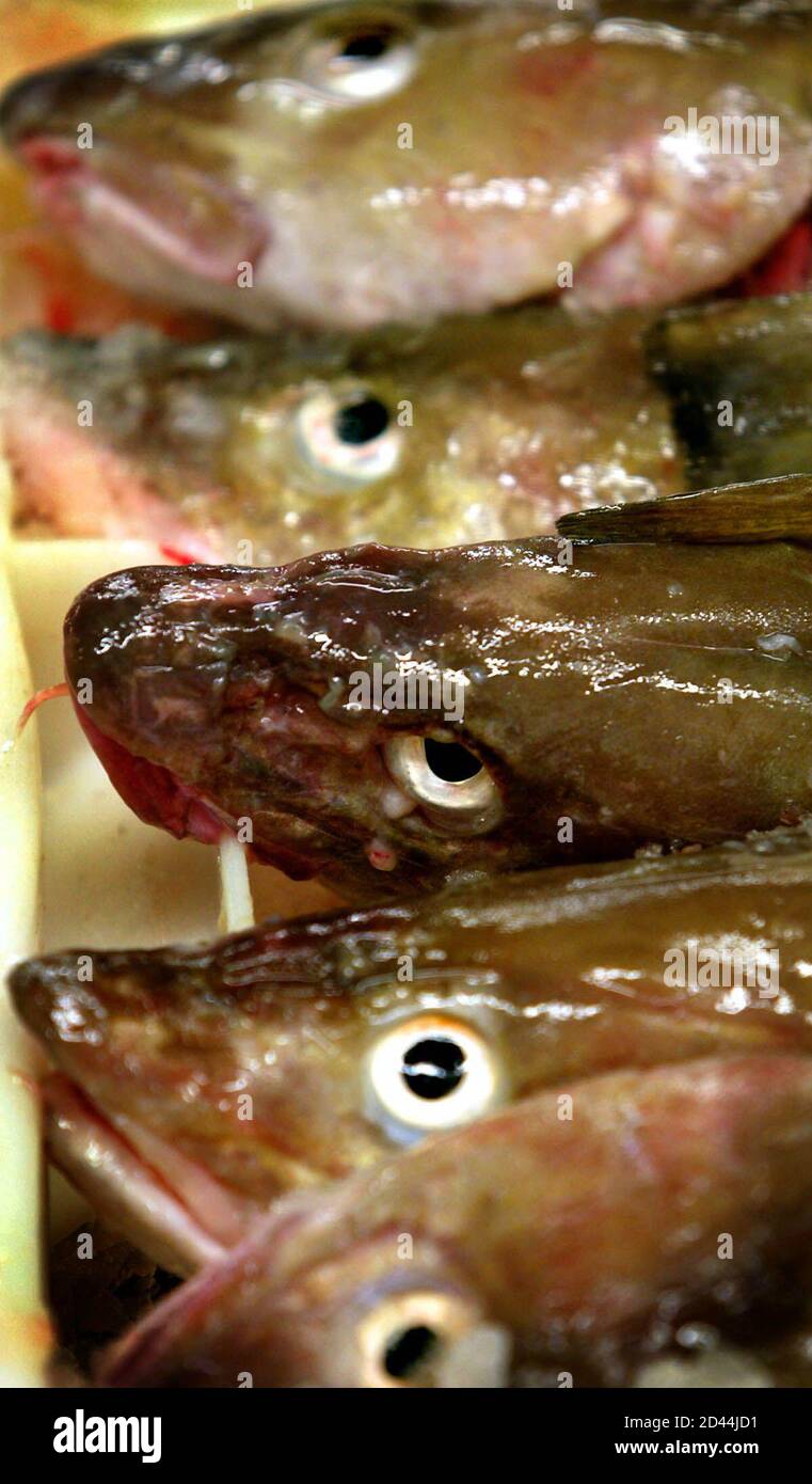 Cod north sea scotland hi-res stock photography and images - Alamy