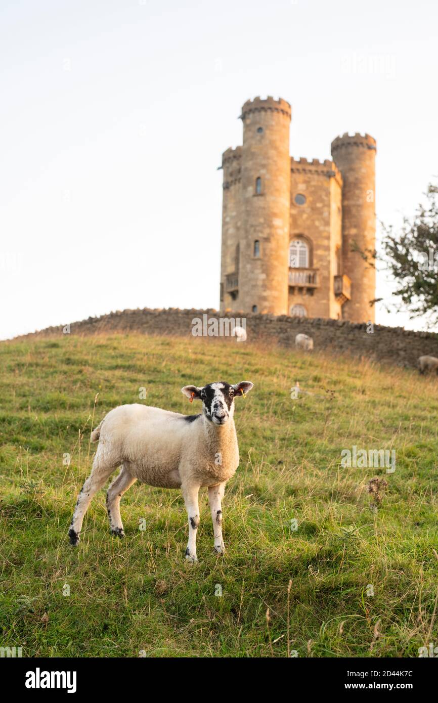 Sheep infront of Broadway Tower at sunset in early autumn along the ...