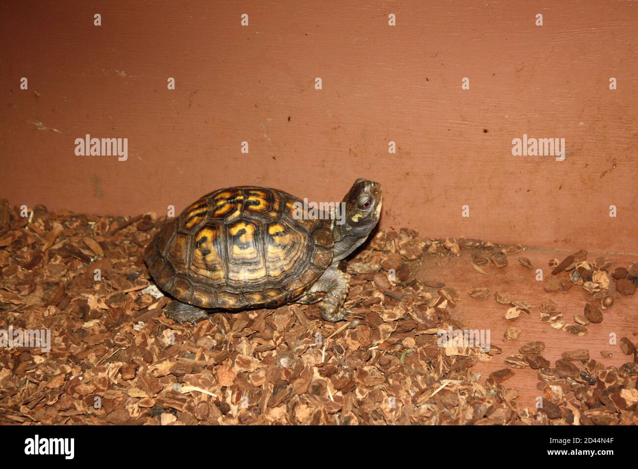 Closeup of a small, isolated, domestic turtle Stock Photo - Alamy