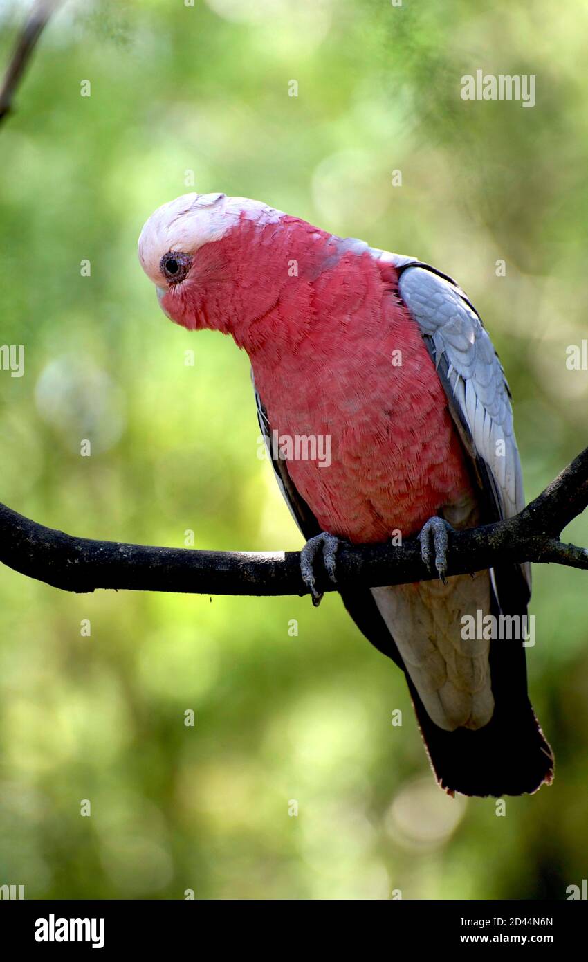 Australan wildlife hi-res stock photography and images - Alamy