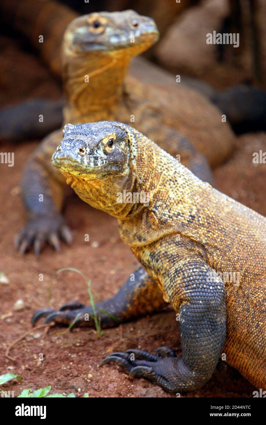 Varanus Komodoensis Young High Resolution Stock Photography and Images ...