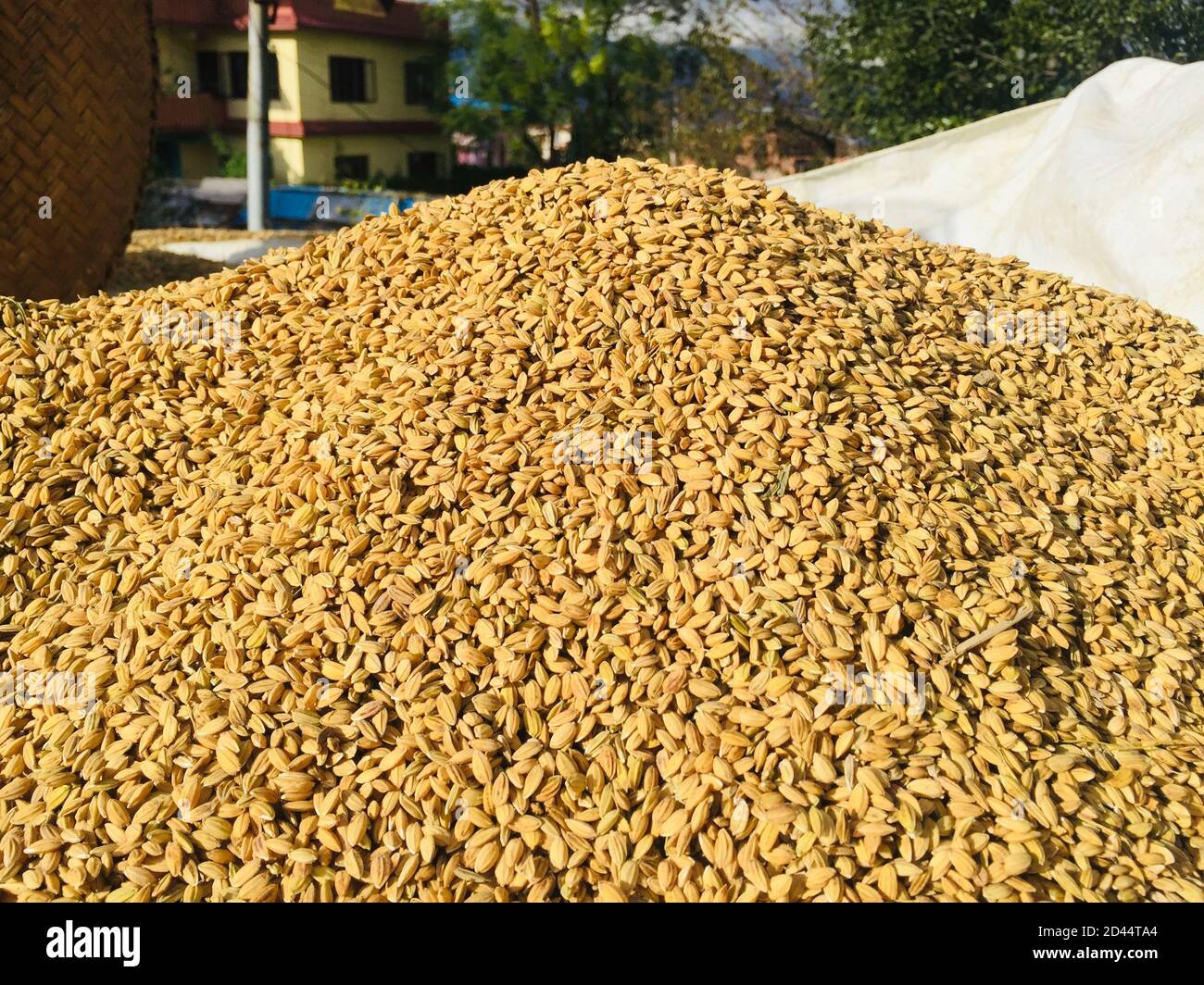 Traditional asian farming hi-res stock photography and images - Alamy