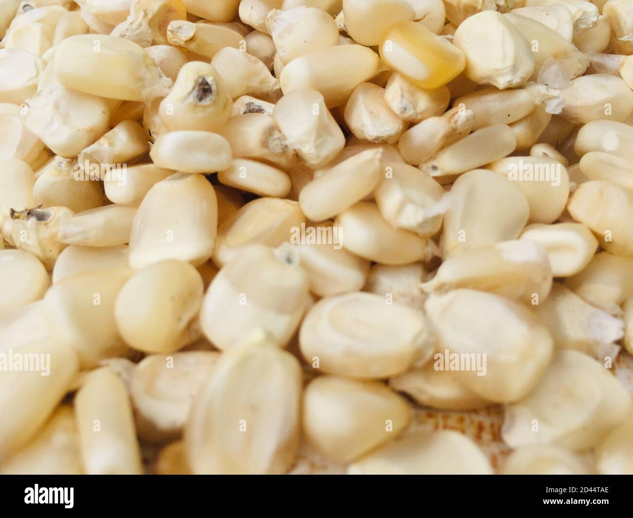 Corn sun drying hi-res stock photography and images - Alamy