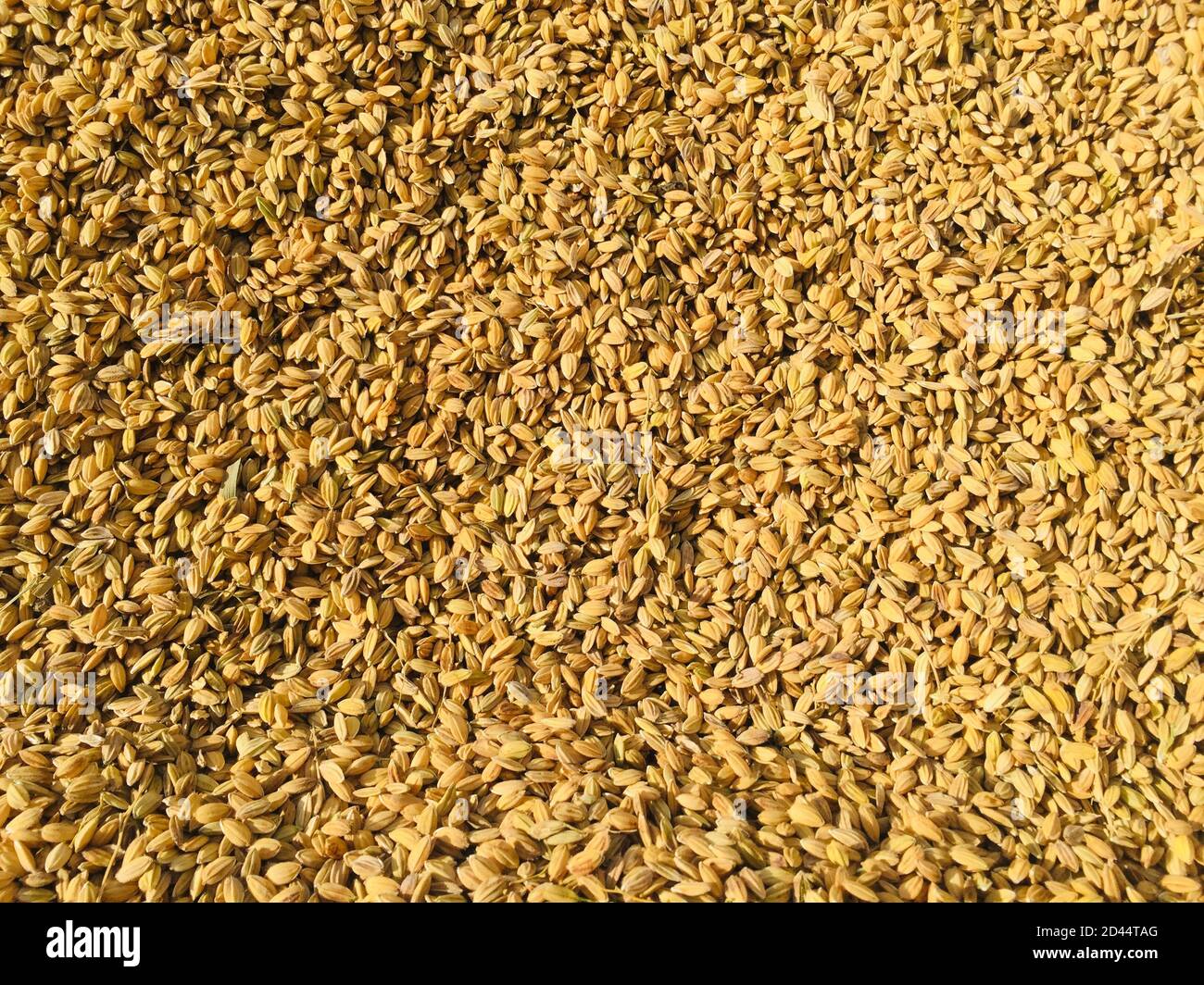 Drying of the rice grain on the road in Asia. Rice on the road after ...