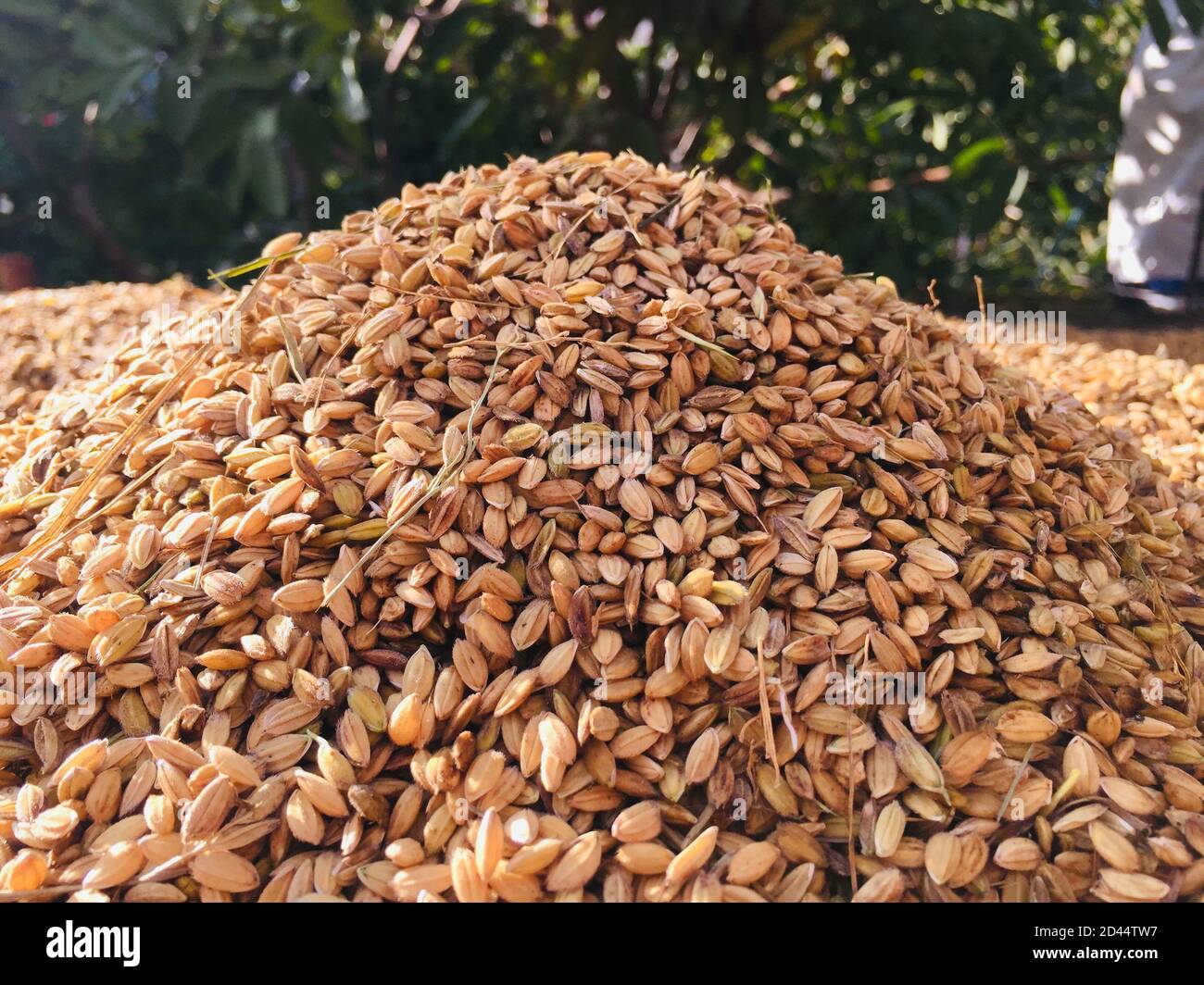 Drying of the rice grain in the sunlight after harvest. traditional ...