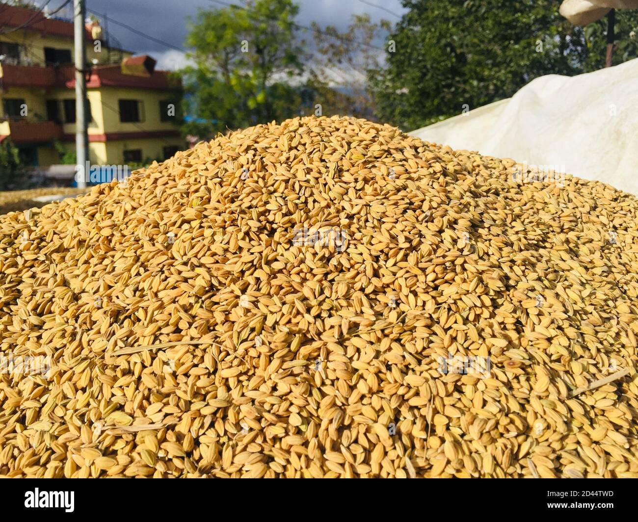 Drying of the rice grain in the sunlight after harvest. traditional ...